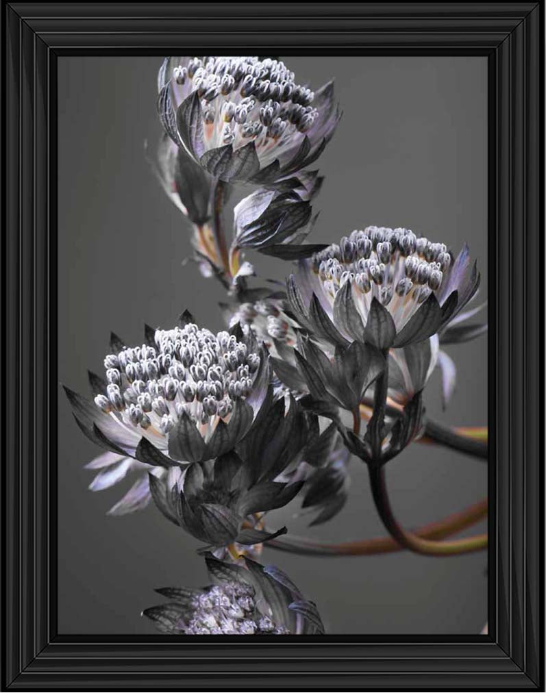 FL622 Dark Astrantia Billion Stars – Final Touches