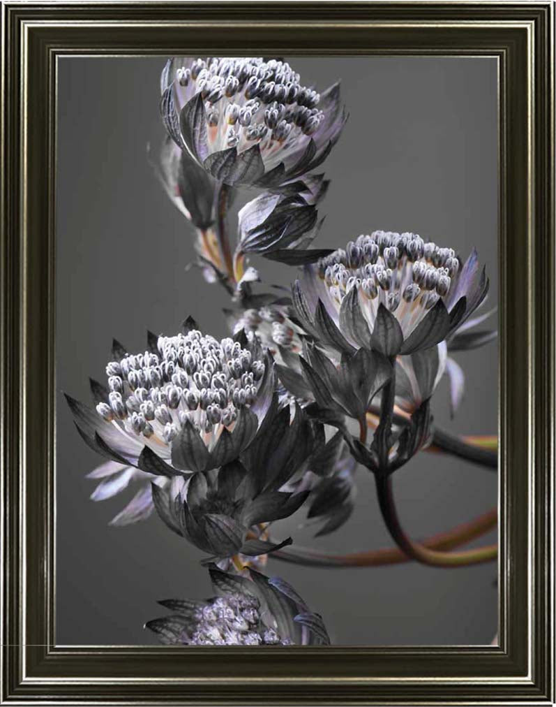 FL622 Dark Astrantia Billion Stars – Final Touches